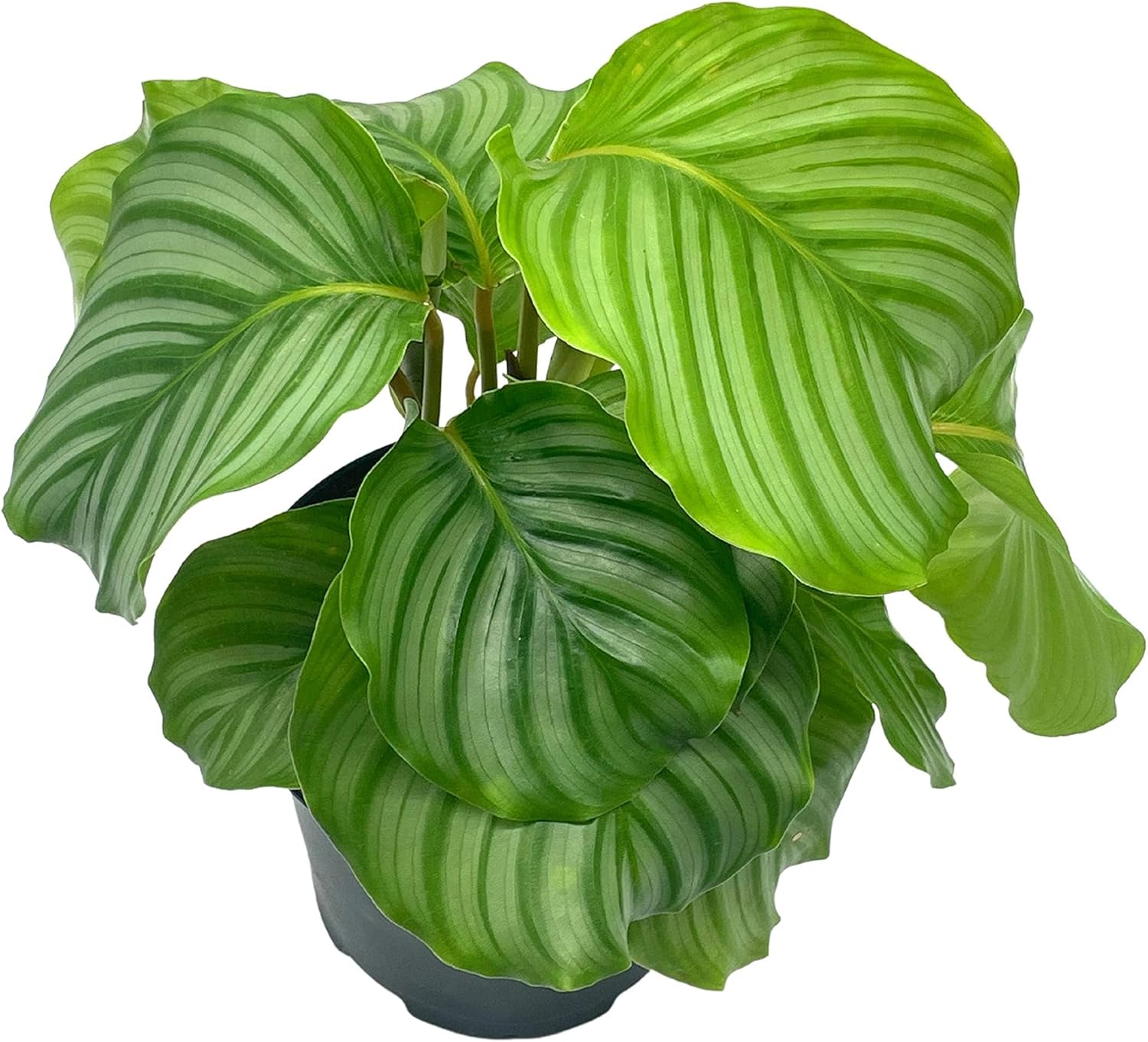 Amazon.com : BubbleBlooms Calathea orbifolia in a 6 inch Pot Round-Leaf ...