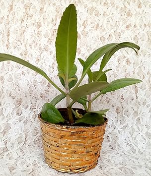 Quixel Medicinal Ranakalli plant : Amazon.in: Garden & Outdoors