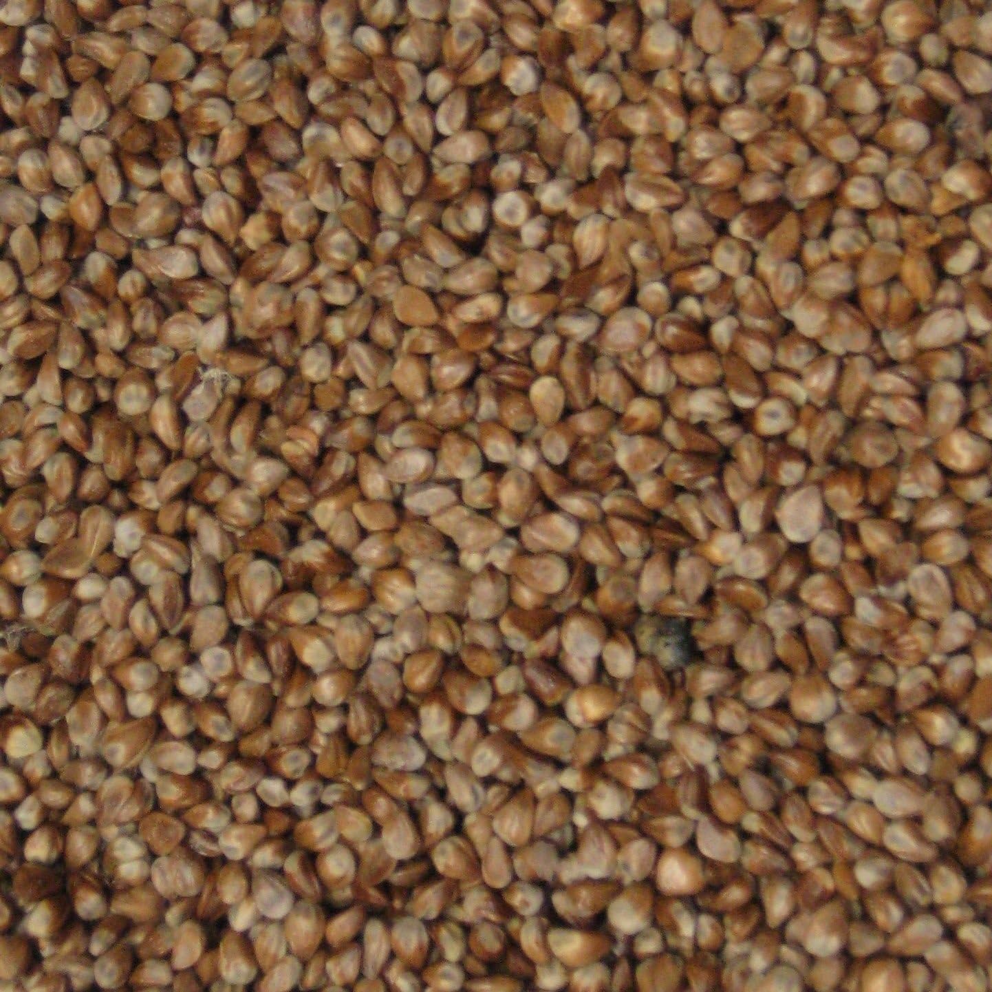 Amazon.com : 50 Eastern Red Cedar Bonsai Tree Seed Pack Juniperus ...