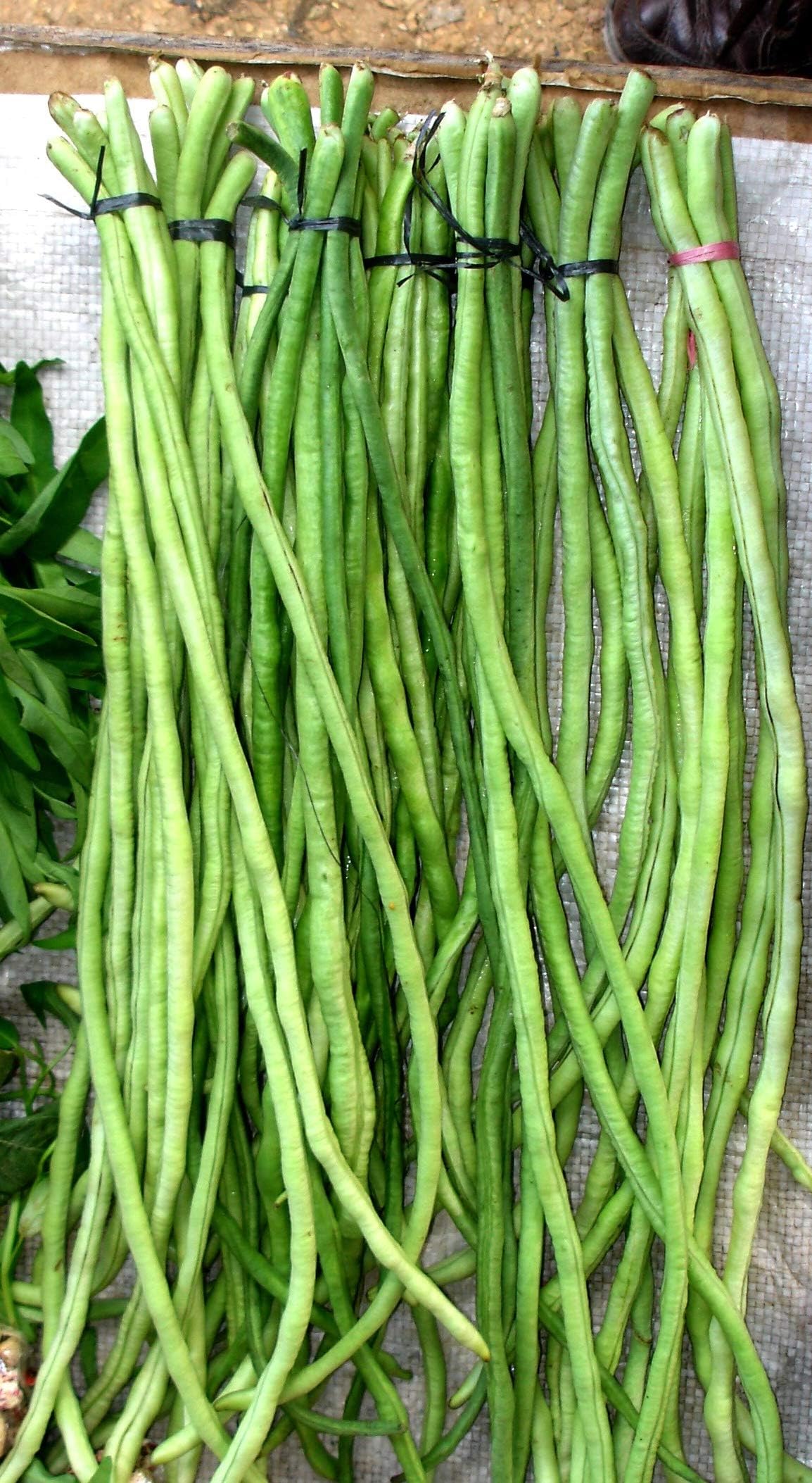 CooPany® Hybrid Variety Long Bobbarlu Seeds/Yard Long Beans Vegetable ...