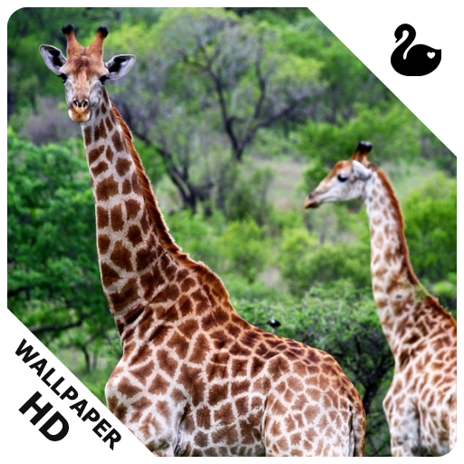 Giraffe Wallpapers - App on Amazon Appstore