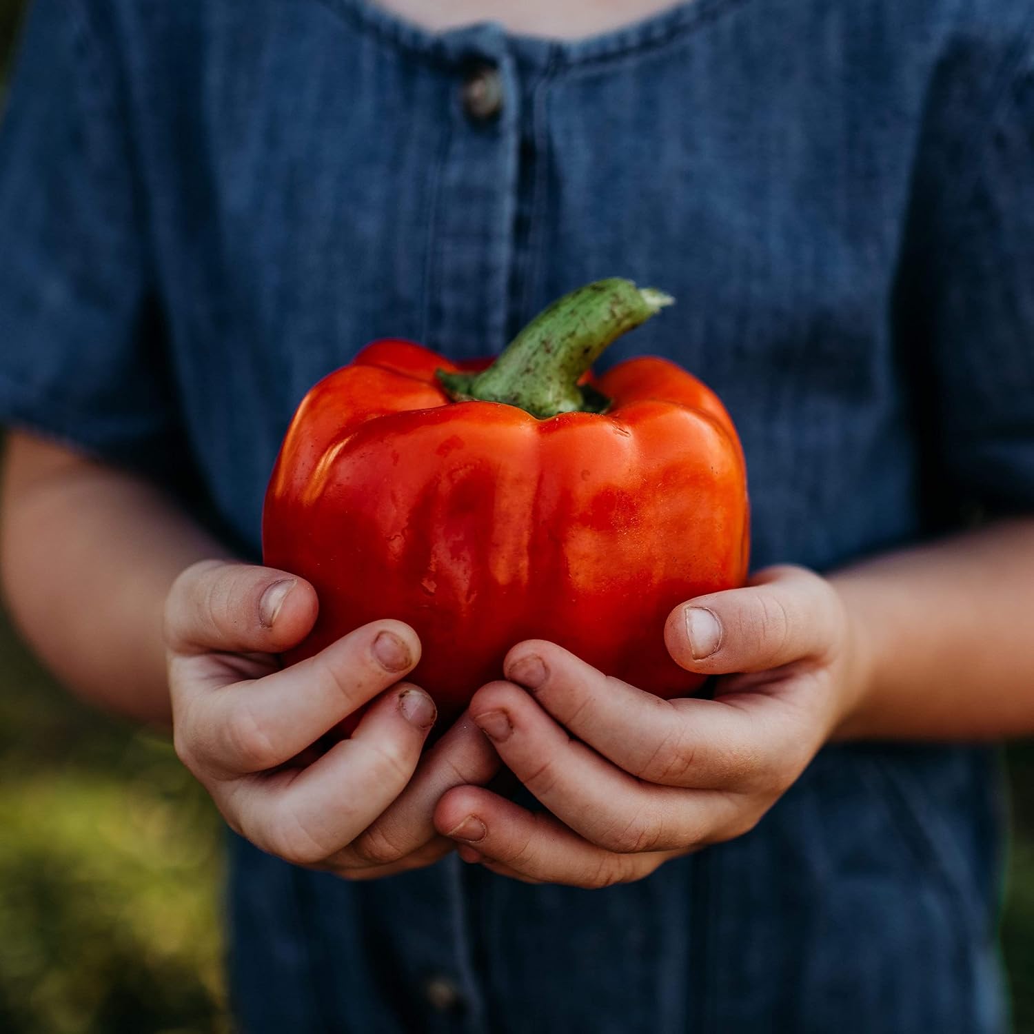 Amazon.com : Ozark Giant Red Bell Pepper - 25 Seeds - Sweet Heirloom ...