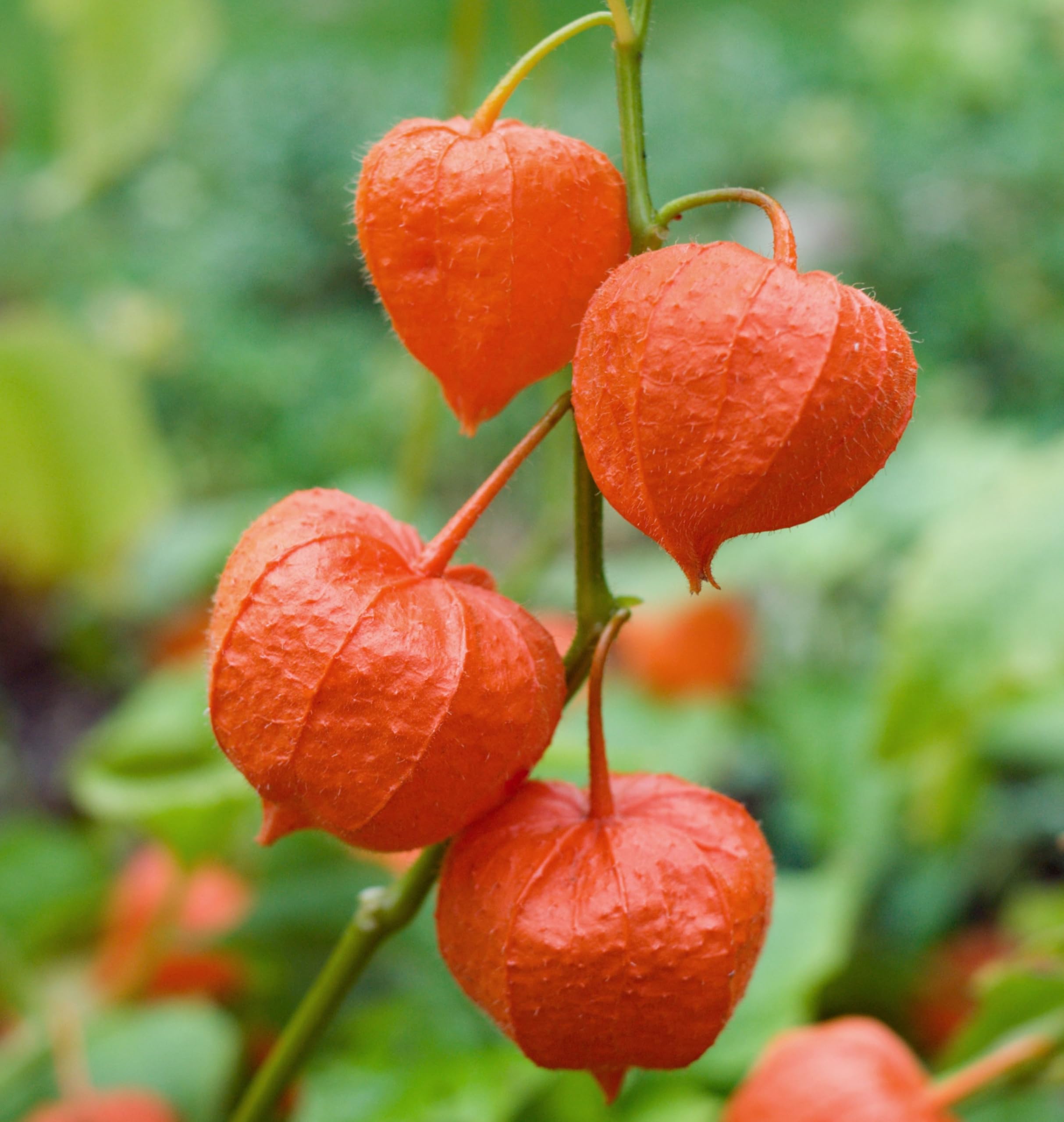 Amazon.com : KIRA SEEDS - Seeds Cape Gooseberry Peruvian Groundcherry ...