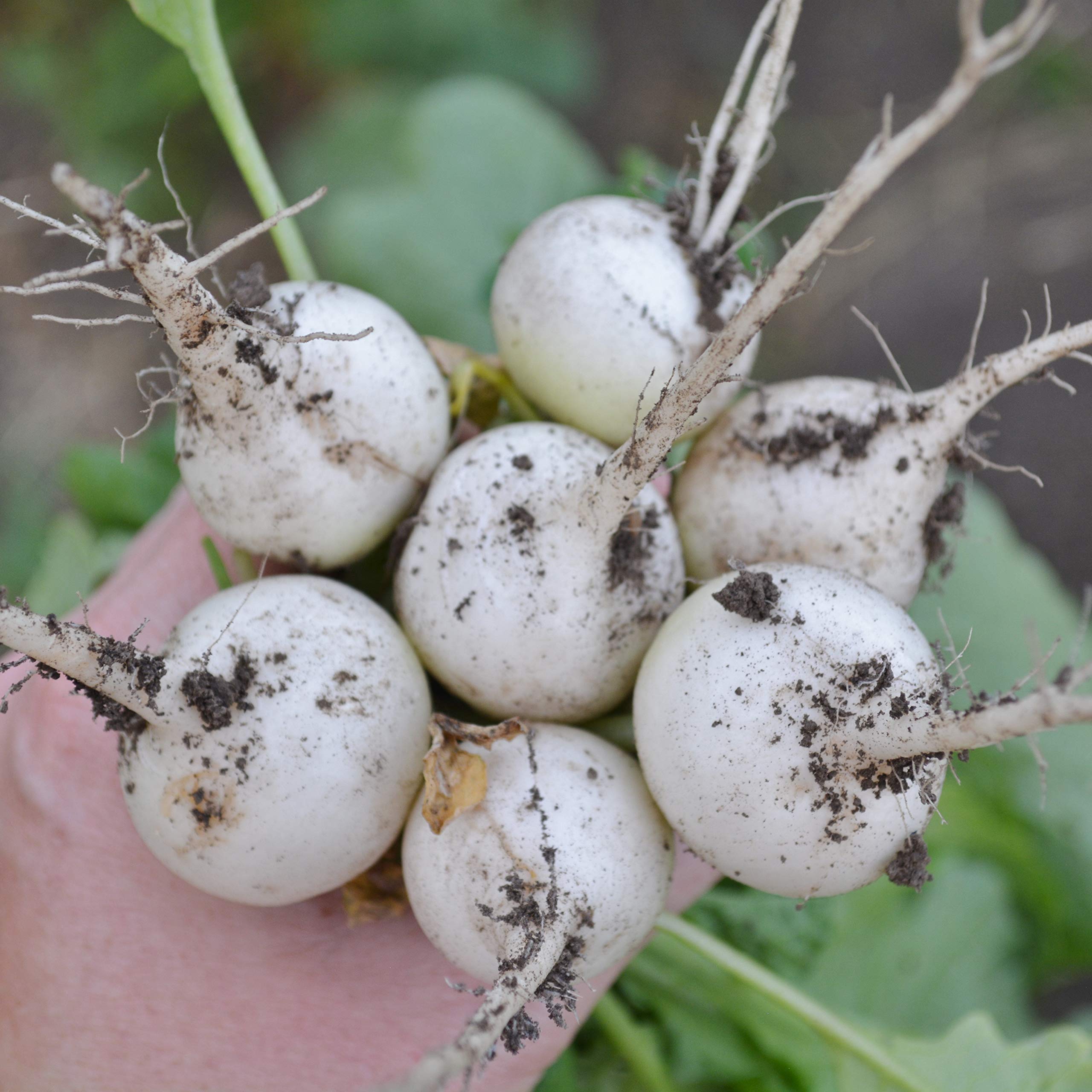 White Globe Radish