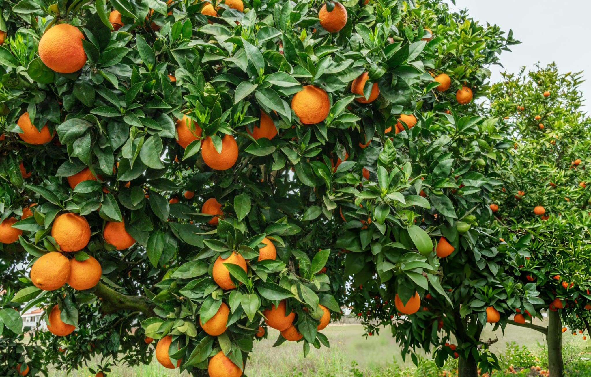 Orange Trees Can Orange Trees Survive The Winter?