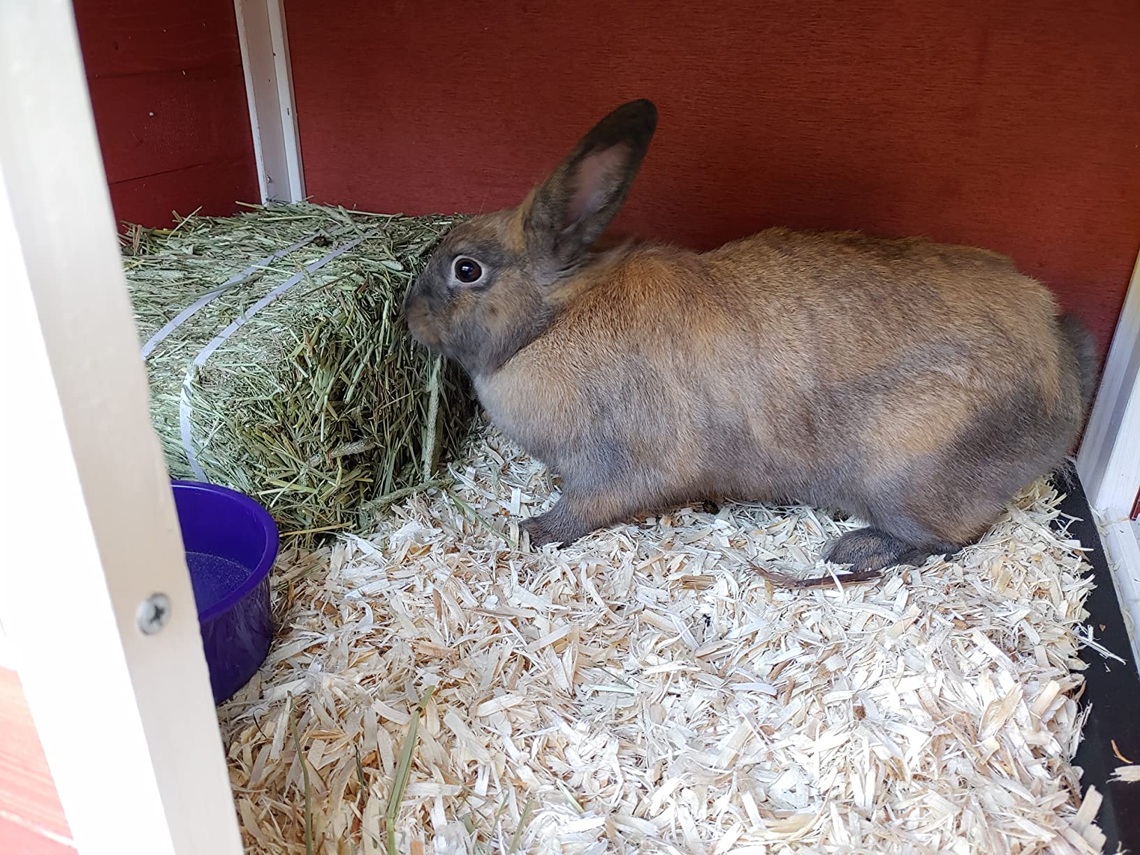 Indoor Flemish Giant Cage at Oscar Trundle blog