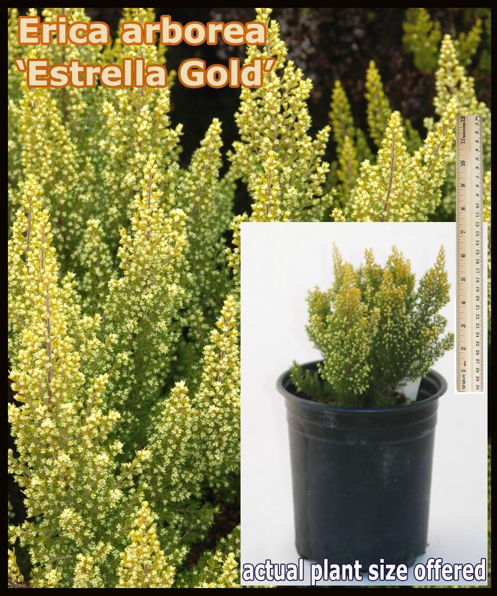 Amazon.com : Erica arborea 'Estrella Gold' 1 gallon size : Patio, Lawn ...