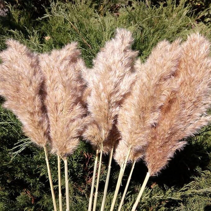Amazon.com: SREED 20 Pcs 23 Inch Tall Fluffy Pampas Grass XL Size Brown ...
