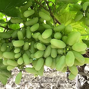 Amazon.com : CHUXAY GARDEN Green Finger Grape Seed 15 Seeds Edible Sweet Juicy Fruit High Yield ...