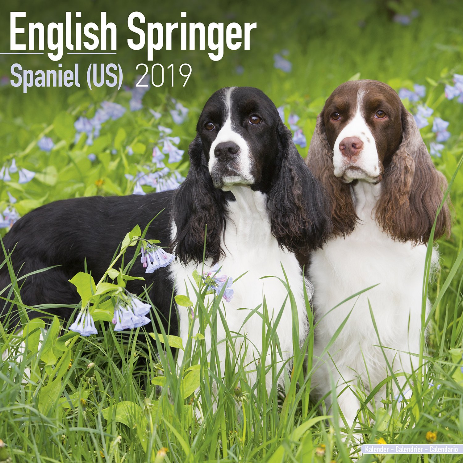 Eng Springer Spaniel (US) Calendar - Dog Breed Calendars - 2018 - 2019 ...