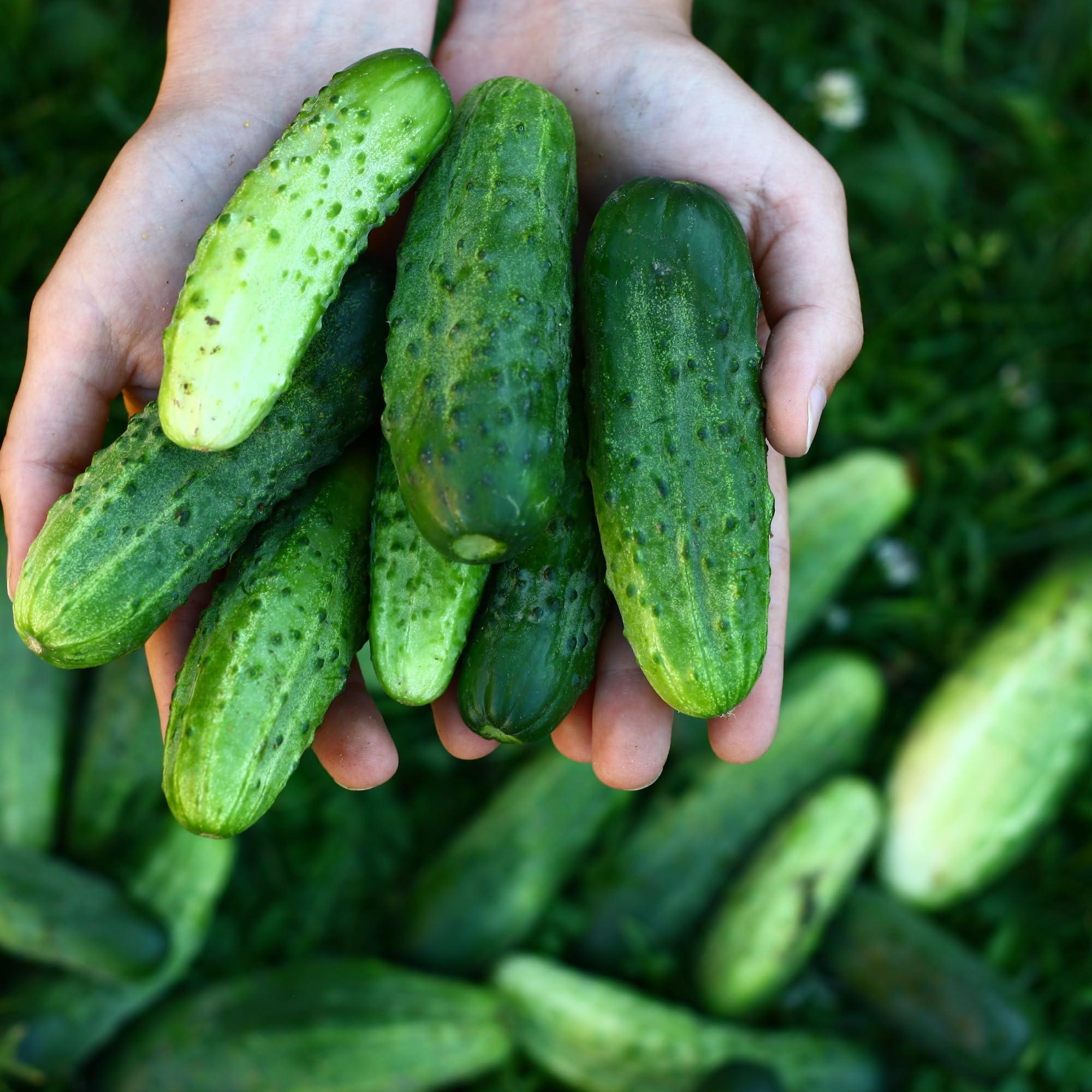Amazon.com : National Pickling Cucumber Seeds for Planting - Over 90 ...