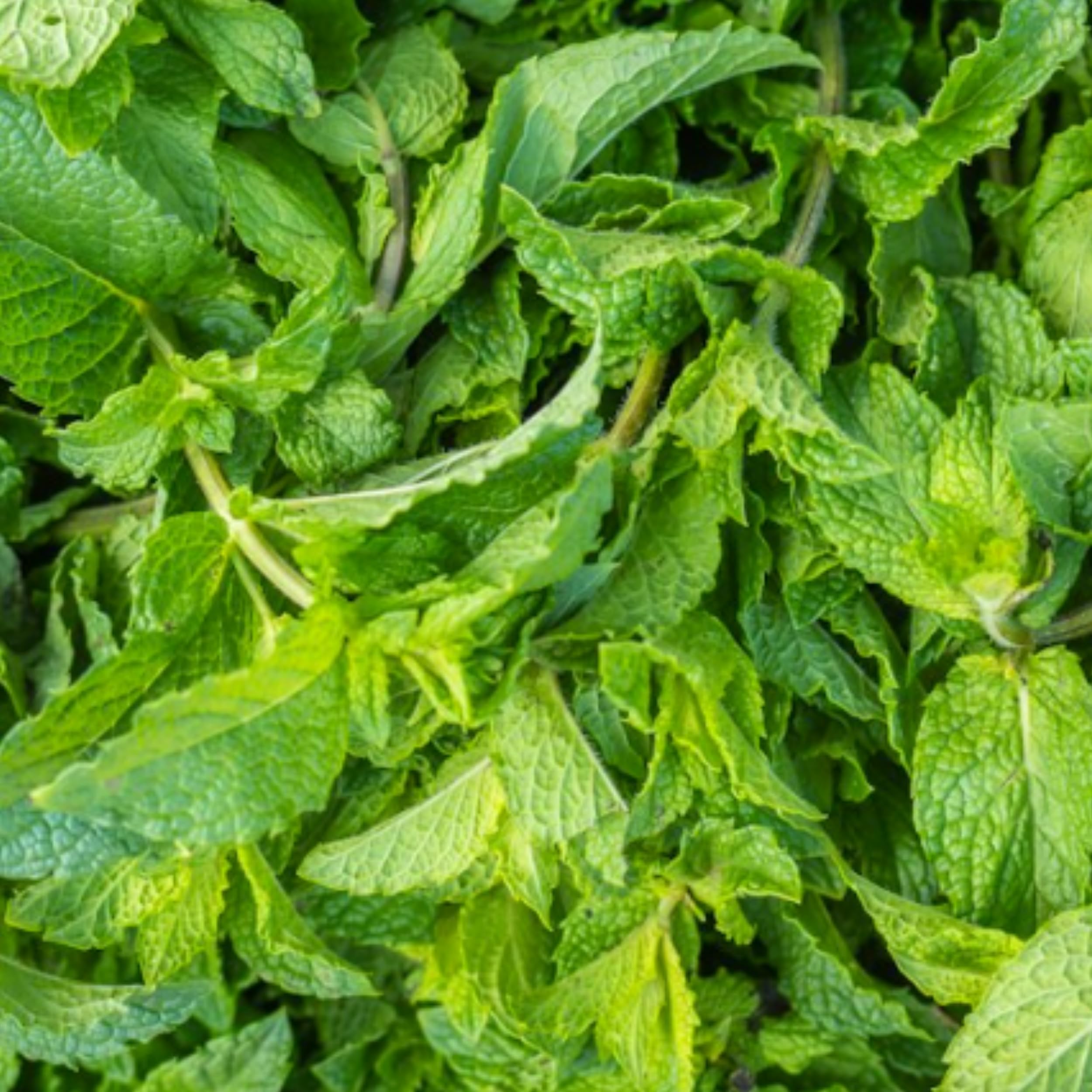 Peppermint Seeds - 200 Fresh Mint Peppermint Herb Seeds – Plant and ...