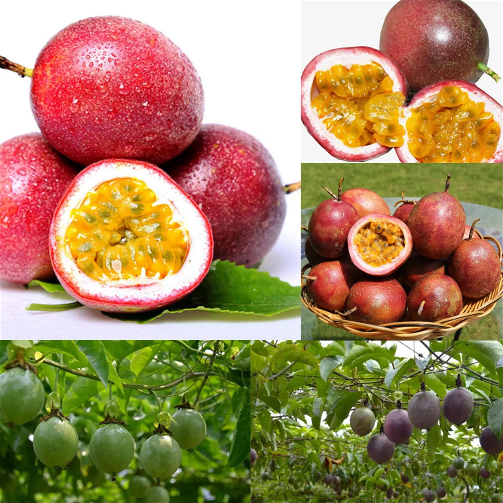 Amazon.com : Garden Plant Seeds Fruit Tree Seeds Passion Seeds 30 ...