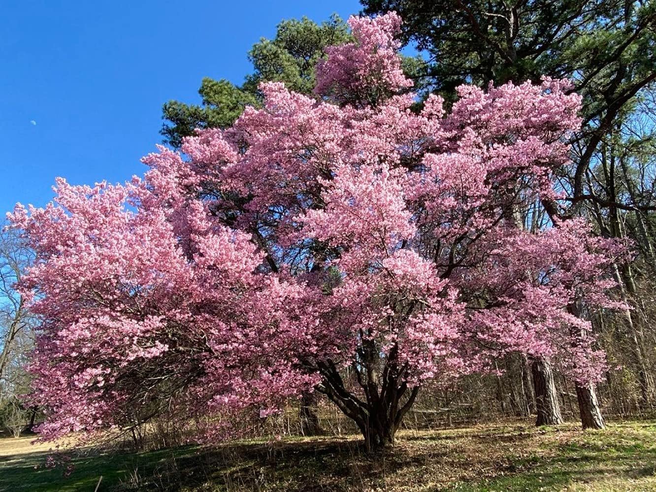 Amazon.com : Double Pink Cherry Blossom Tree Plant, Live Cherry Blossom ...
