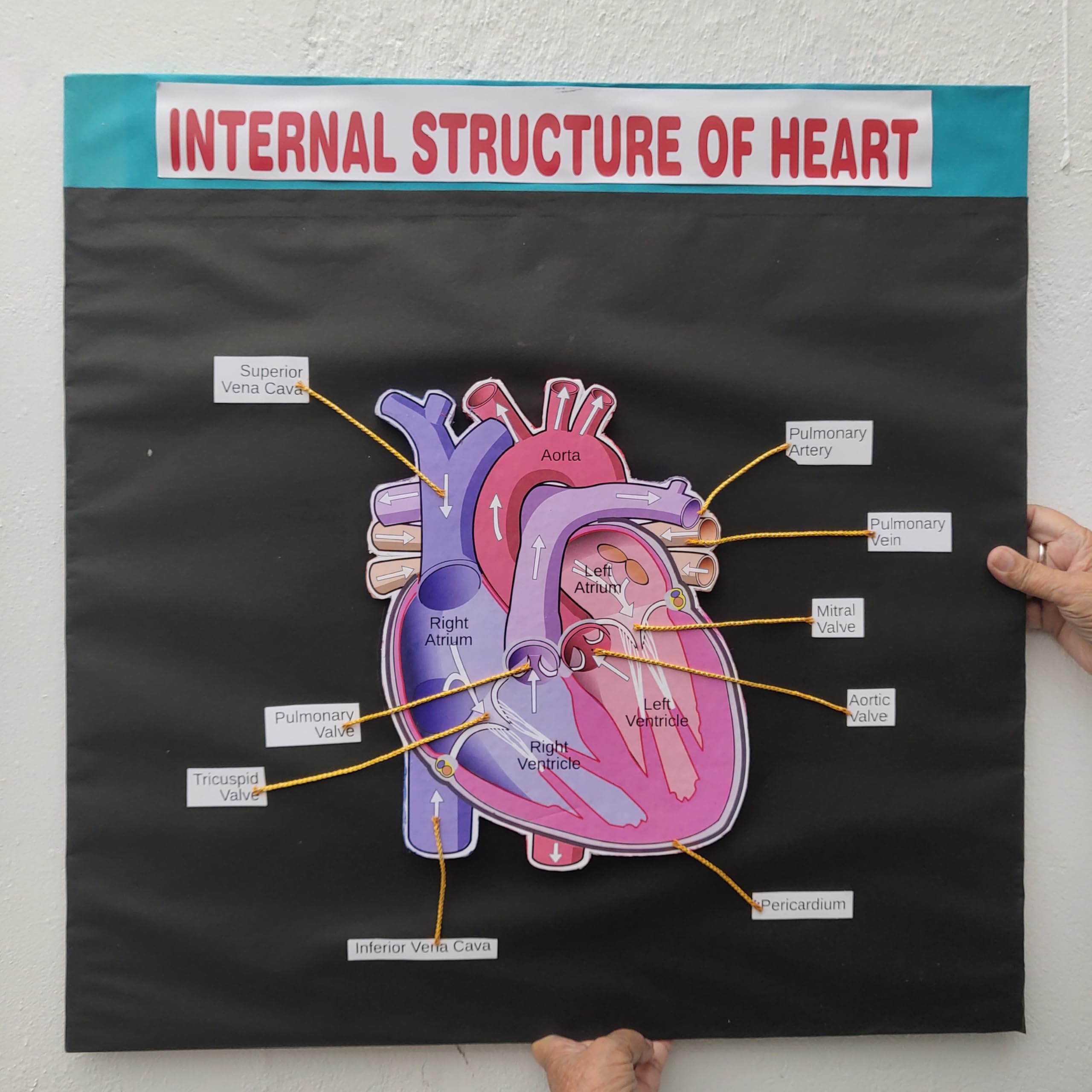 Science Project Human Heart