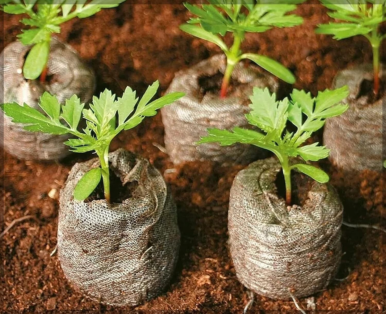 Organic Netted Coco Coins/Seedling Coin/Plant Starter Plug/Coco disc ...