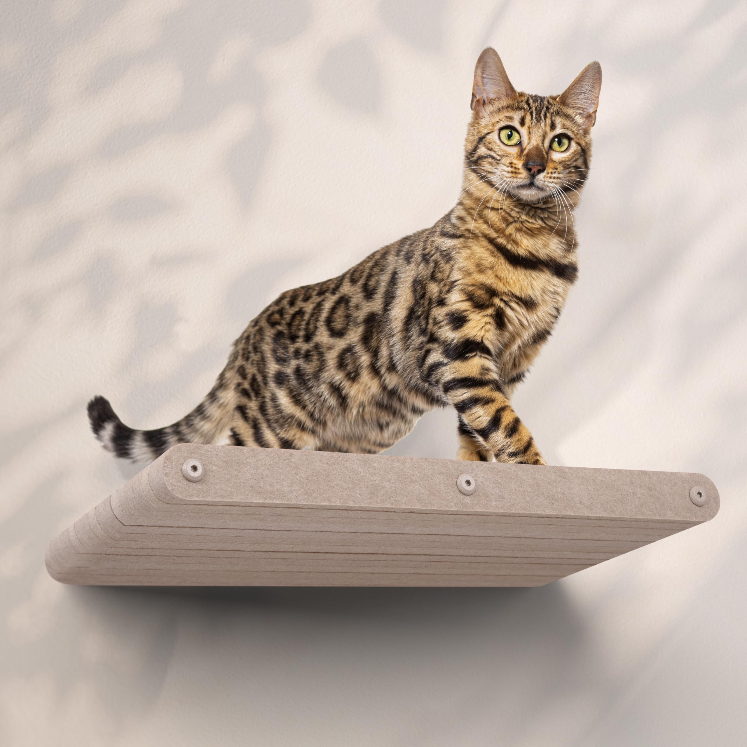 Amazon.com : Cat Wall Bed by Pryde Pets, Perch and Cat Shelf for Wall ...