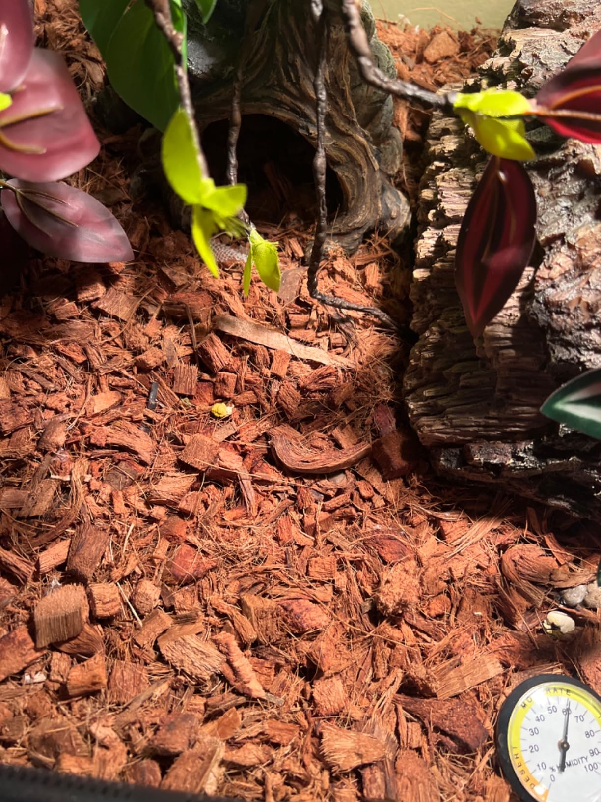 $5/mo - Finance Riare Coconut Chip Substrate for Reptile 60 Quart ...