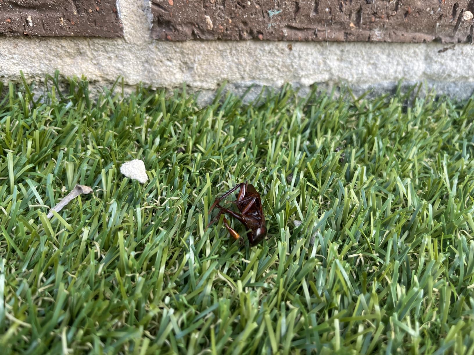 SureFire Insectigone Insecticide Insect Spray 1 Litre : Amazon.com.au ...