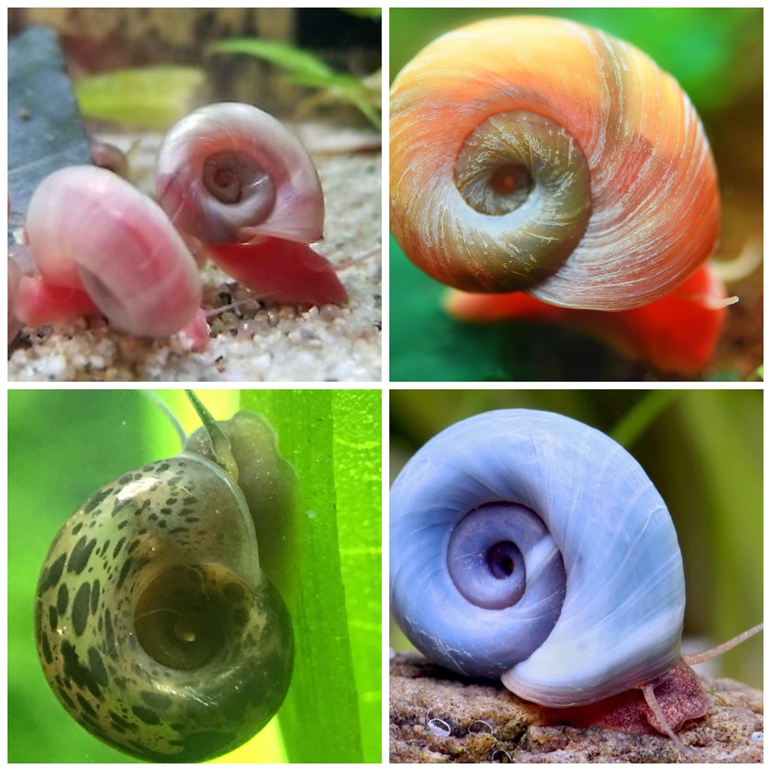 Amazon.com: 40 Sm/Med Assorted Ramshorn Snails-Great Feeder Snails for ...