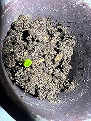 Amazon.com : Golden Shower Tree Seeds for Planting (10 Seeds) - Stunning Weeping Yellow Blooms ...