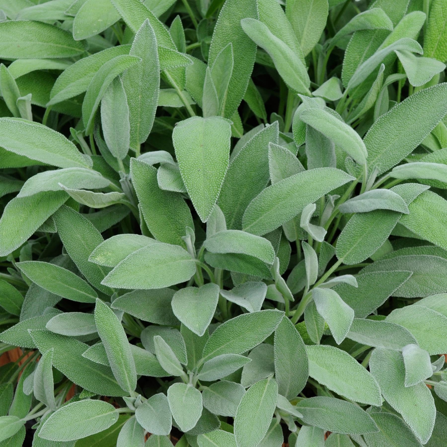 Perfect Plants - Sage Plant in a 13cm Pot Garden Ready Herb Plant ...