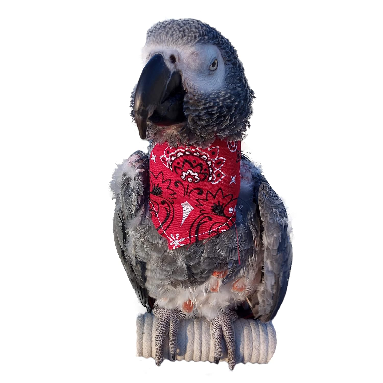 Amazon.com: Bird Fashion Bandana for African Grey Parrots : Handmade ...