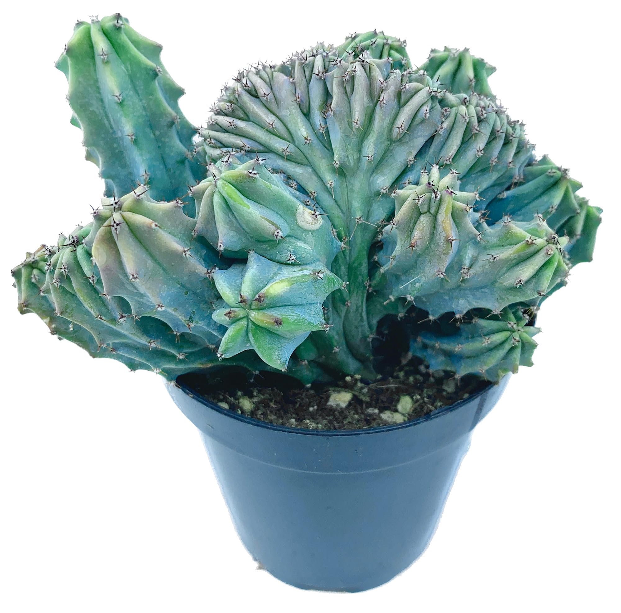 Amazon.com : 8” Blue Candle Crest Cactus-Myrtillocactus Geometrizans ...