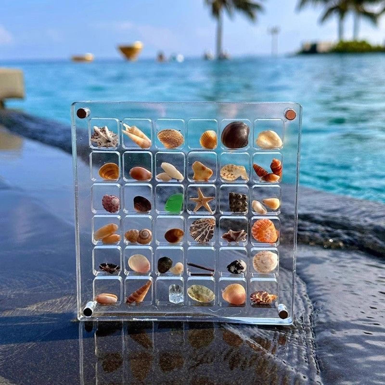 Amazon.com: Acrylic Magnetic Seashell Display Box - 36 Grids ...
