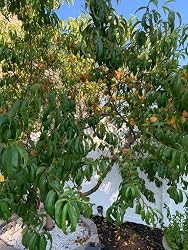 Amazon.com : Red Haven Dwarf Peach Tree, Healthy Trees - Bare Root - 1 ...