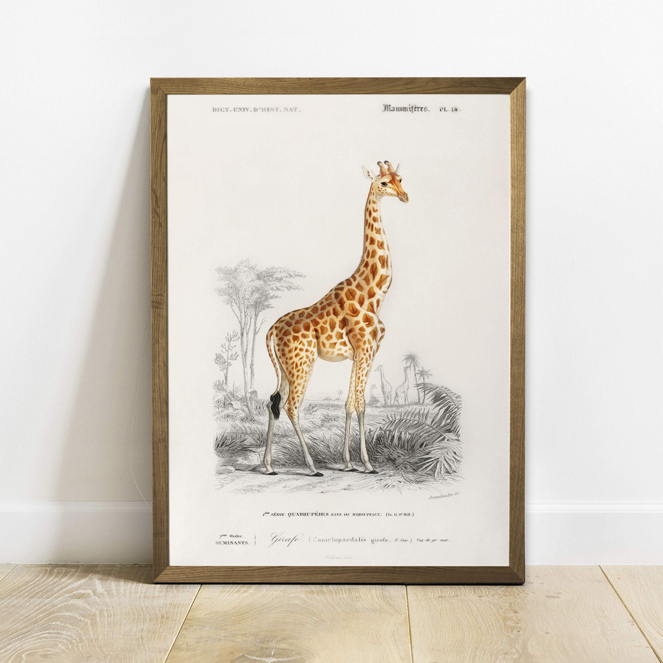 Vintage Ink Drawings Giraffe