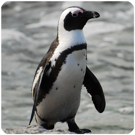 Penguin Sounds - App on Amazon Appstore