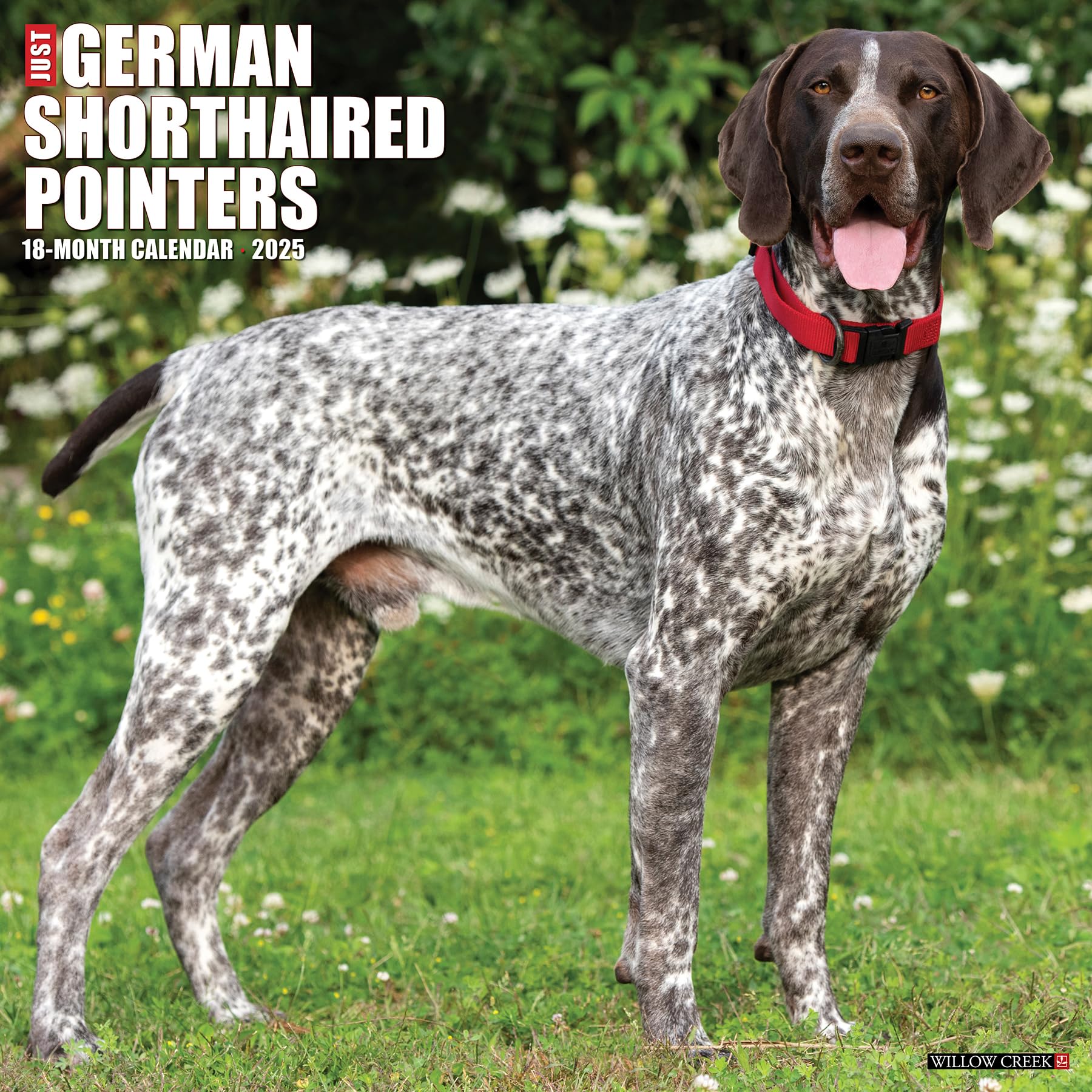 Amazon.com: Willow Creek Press German Shorthaired Pointers Monthly 2025 Wall Calendar (12" x 12 ...