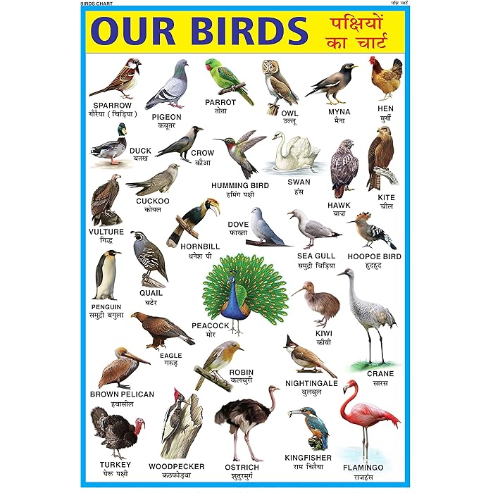 Buy Birds Chart For Kids | 70x100 cm (Extra Large Size to attract Kids ...