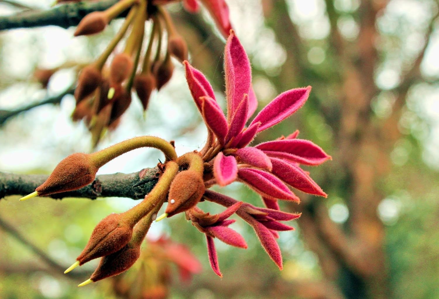 Royal Paradise Garden Rare Madhuca longifolia (Eluppa/Iluppai/Moha ...
