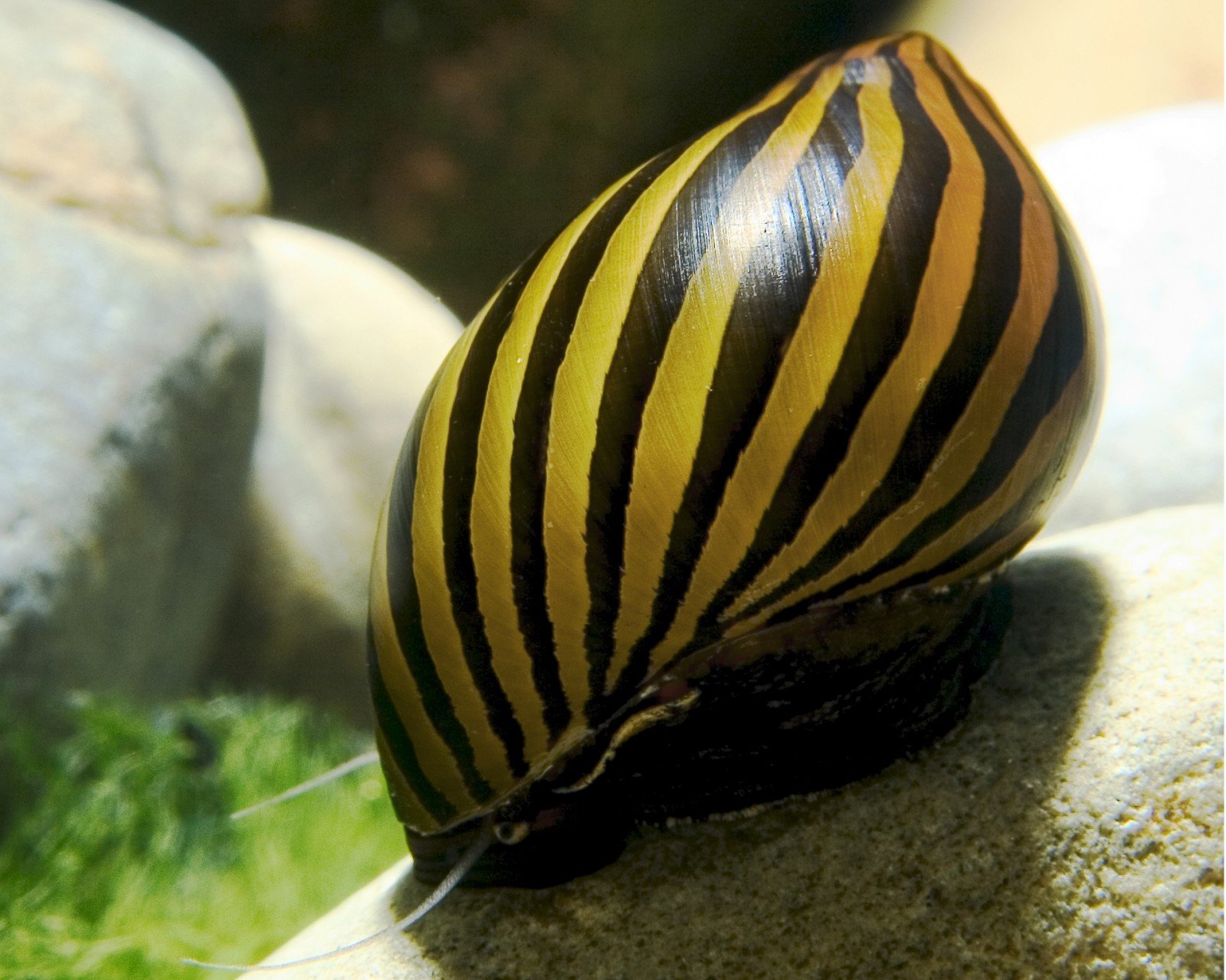 Nerite Schnecken