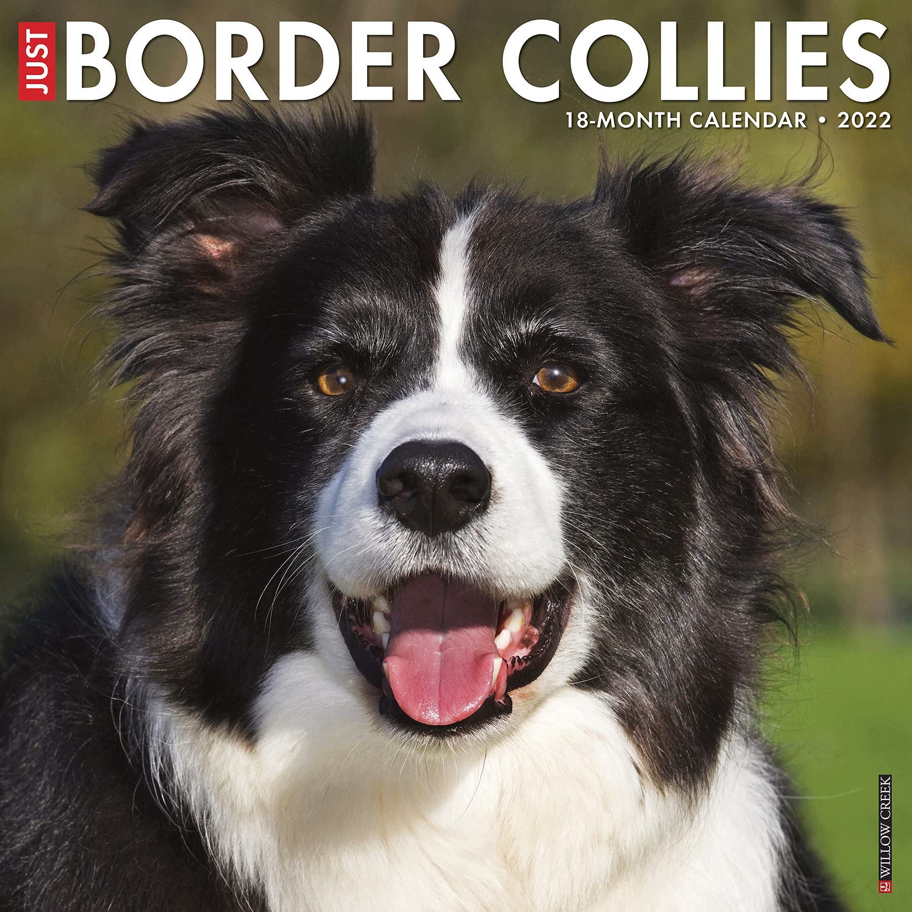 Are Border Collies Energetic