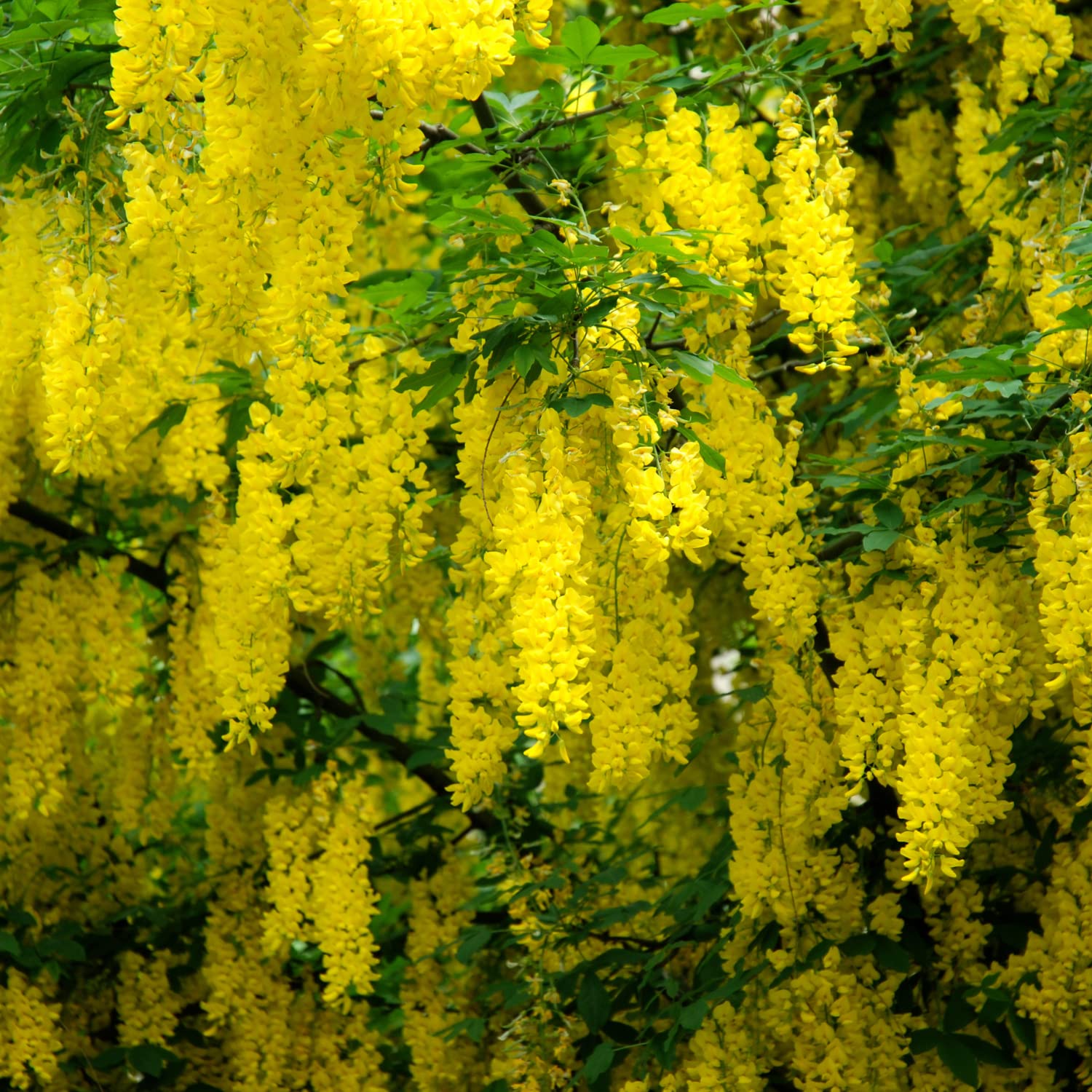 Weeping Golden Chain Tree