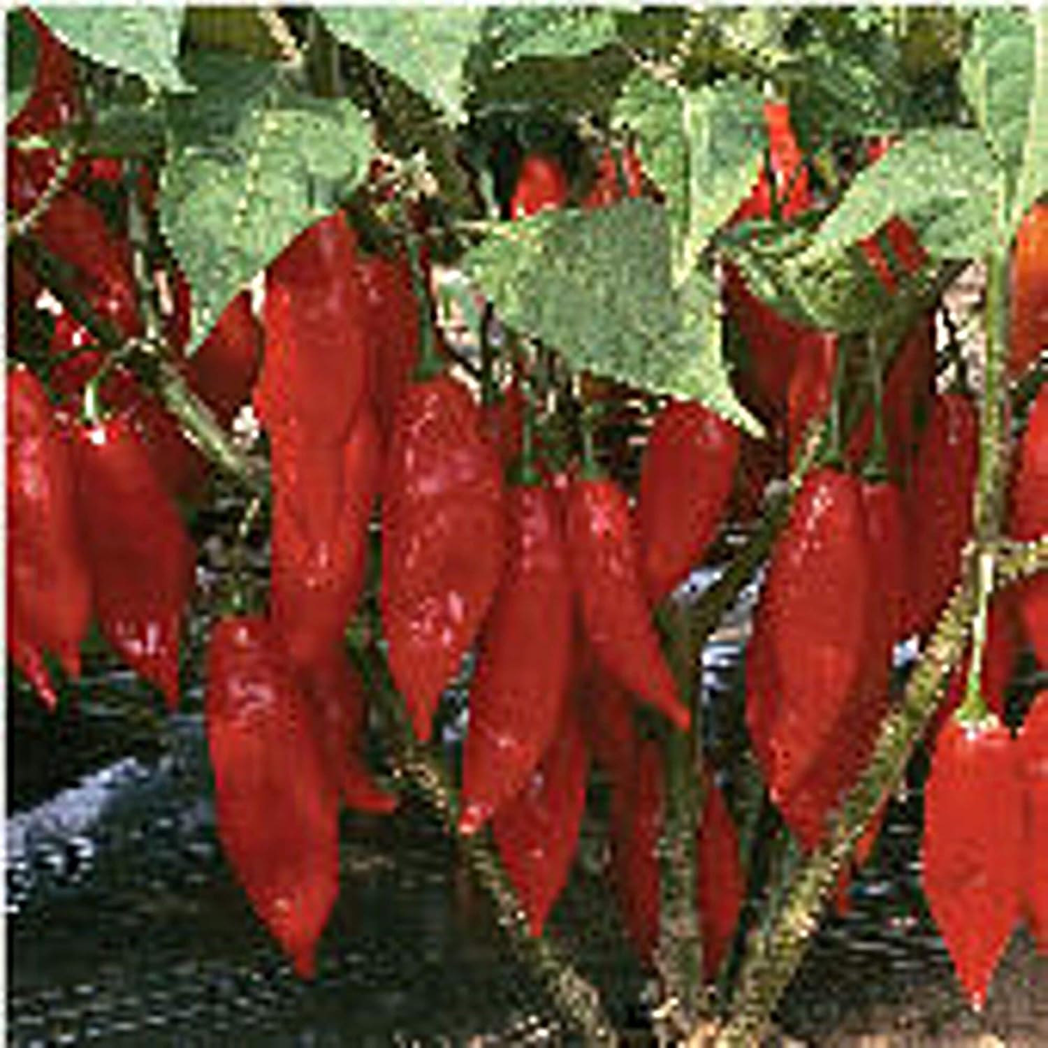 Amazon.com : Hot Paper Lantern Hot Peppers Seeds (25+ Seeds) : Patio ...