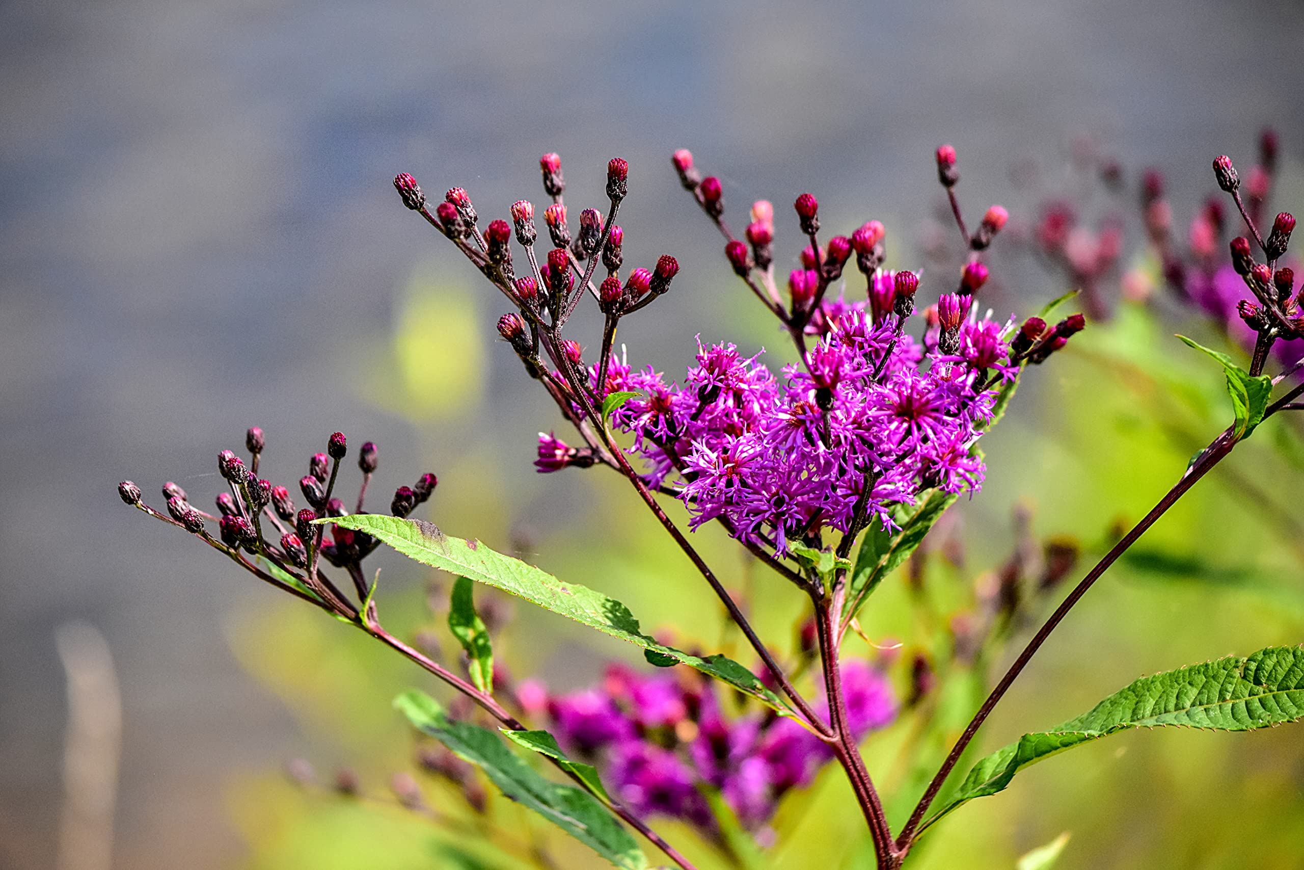 Vernonia Gigantea