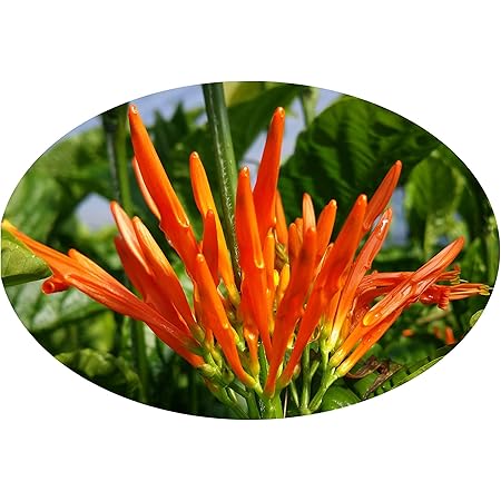 Amazon.com : Firecracker Fern Live Tropical Plant Cascading Habit Red ...