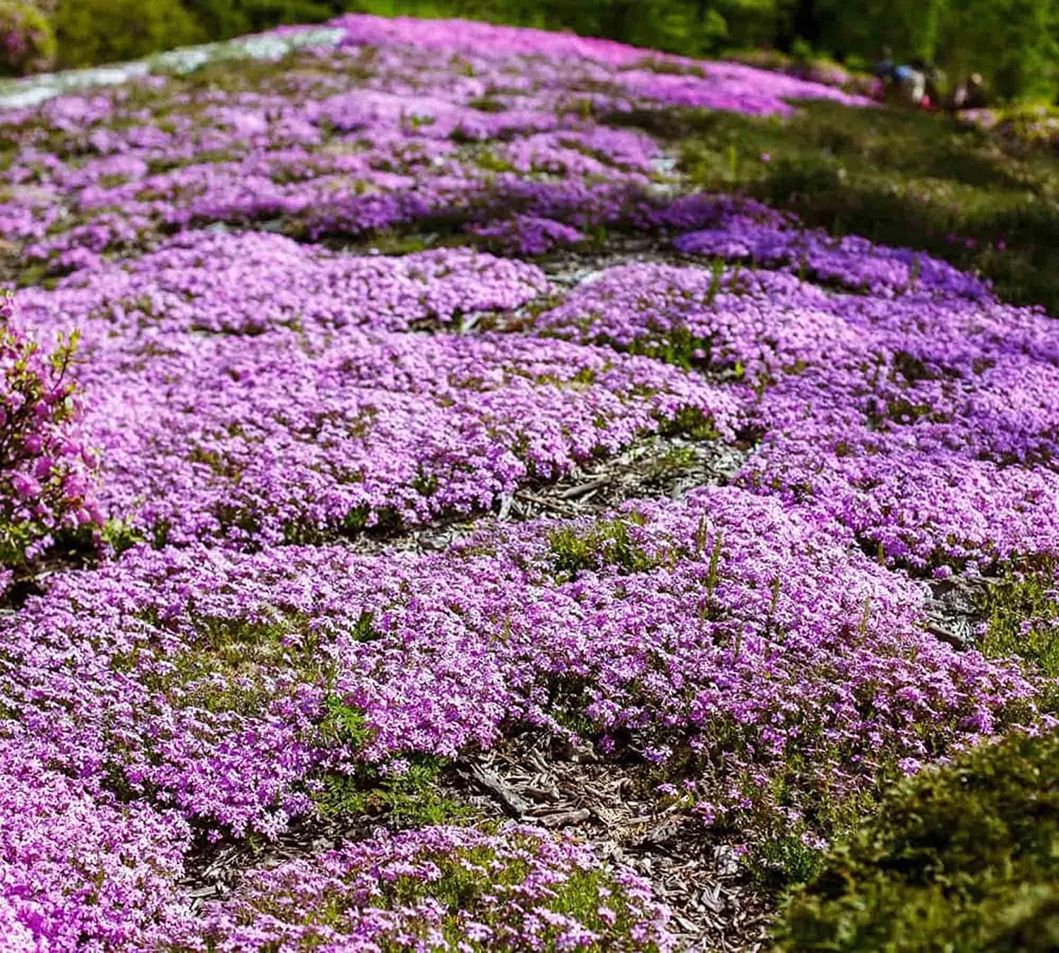 Wooly Thyme Invasive