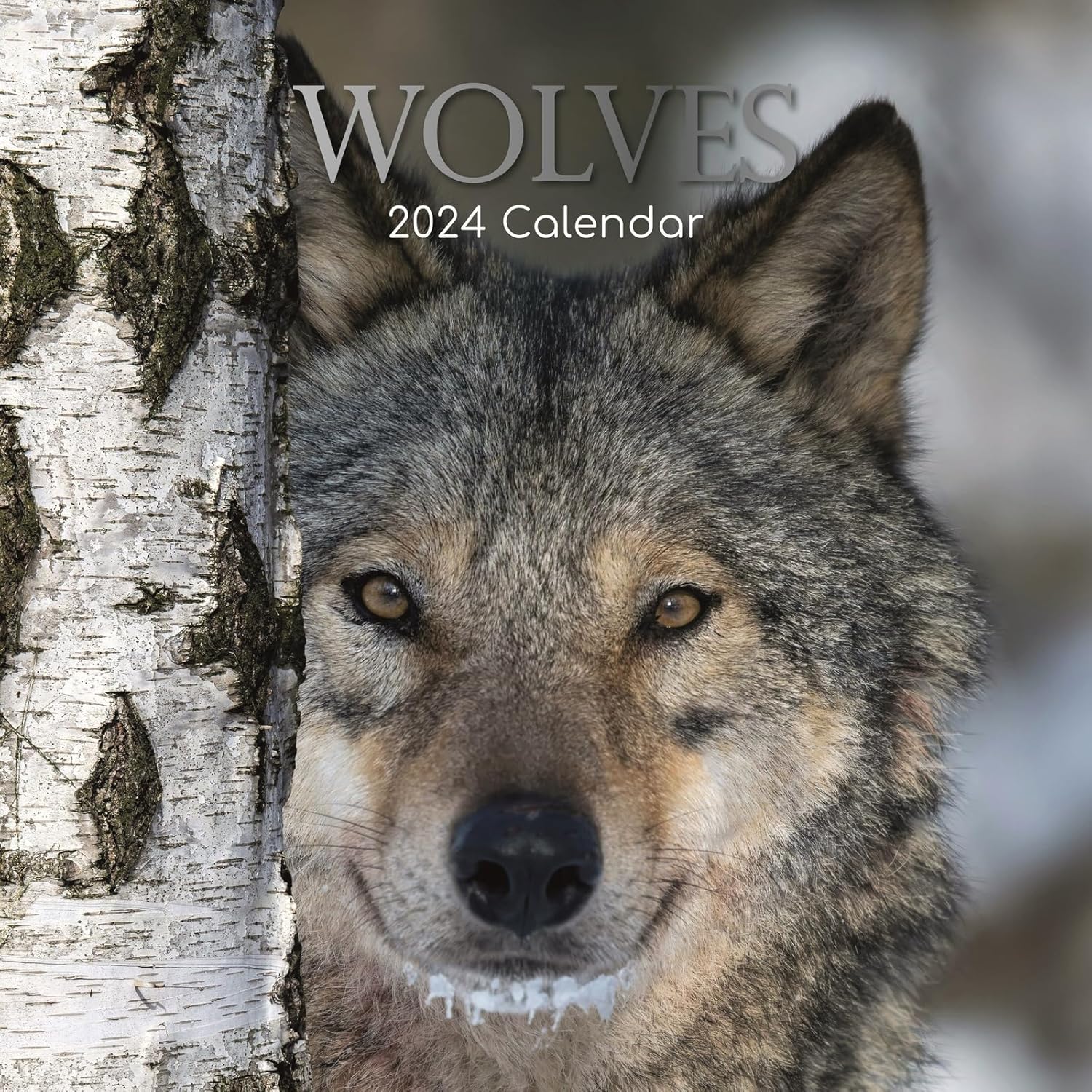 Amazon.com: 2024 Square Wall Calendar, Wolves, 16-Month Animals Theme ...