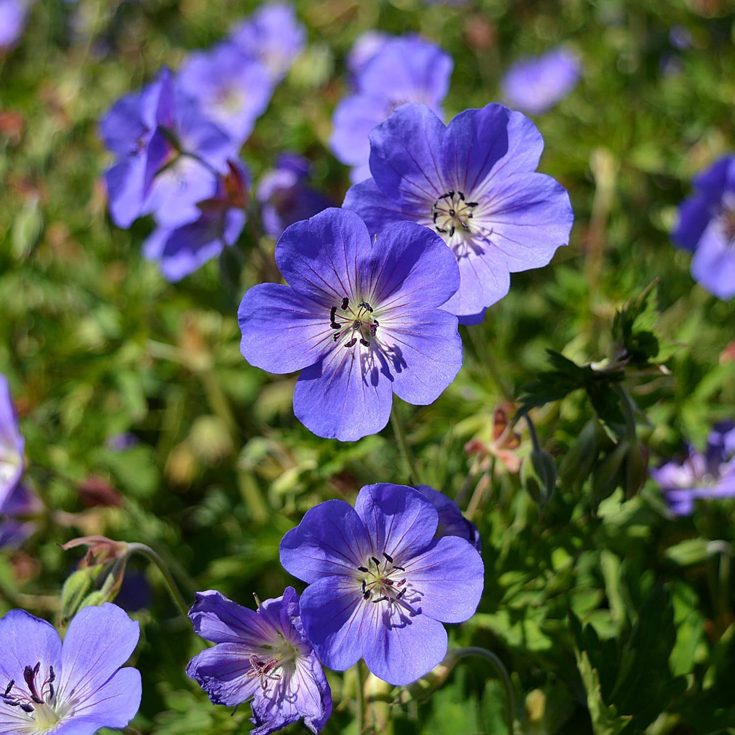 Hardy Geranium 'Rozanne' | Award Winning Perennial | 2L Growers Pot ...