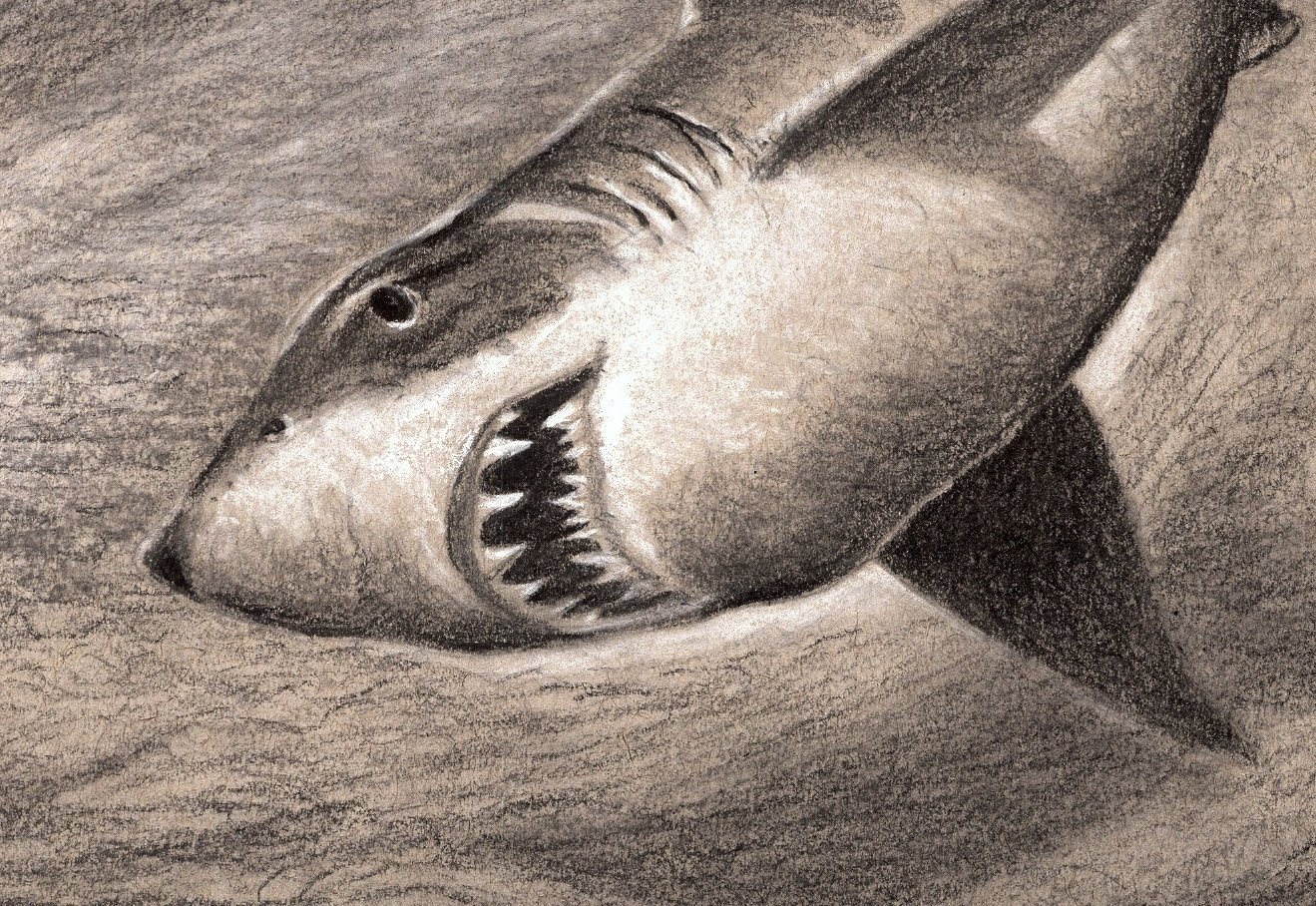 Great White Shark Pencil Drawing