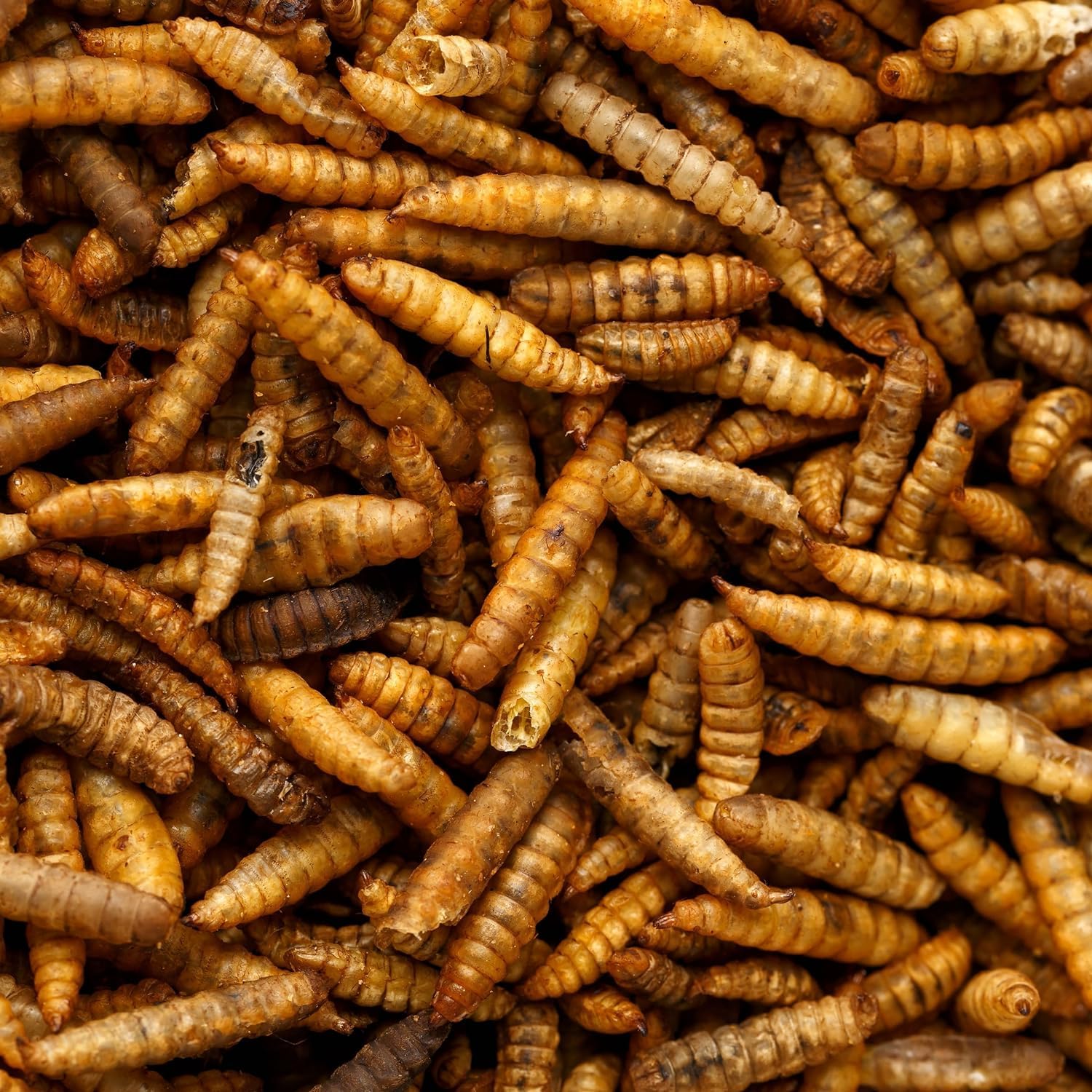 UK GROW 20L Premium Calci worms/Black soldier fly lave Similar to Dried ...