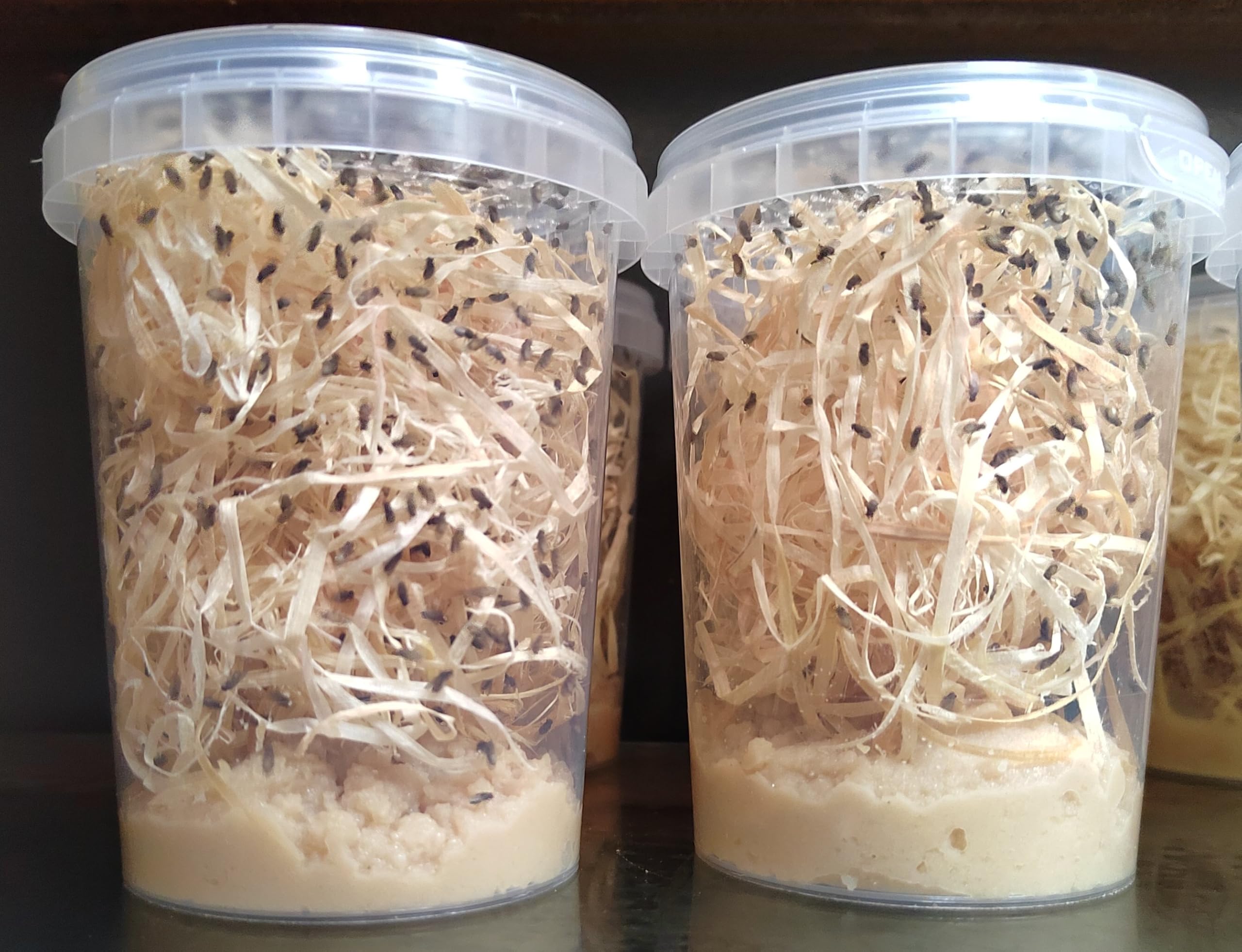 acomantis 2x16oz double-pack Flightless Fruit Flies Live Food ...