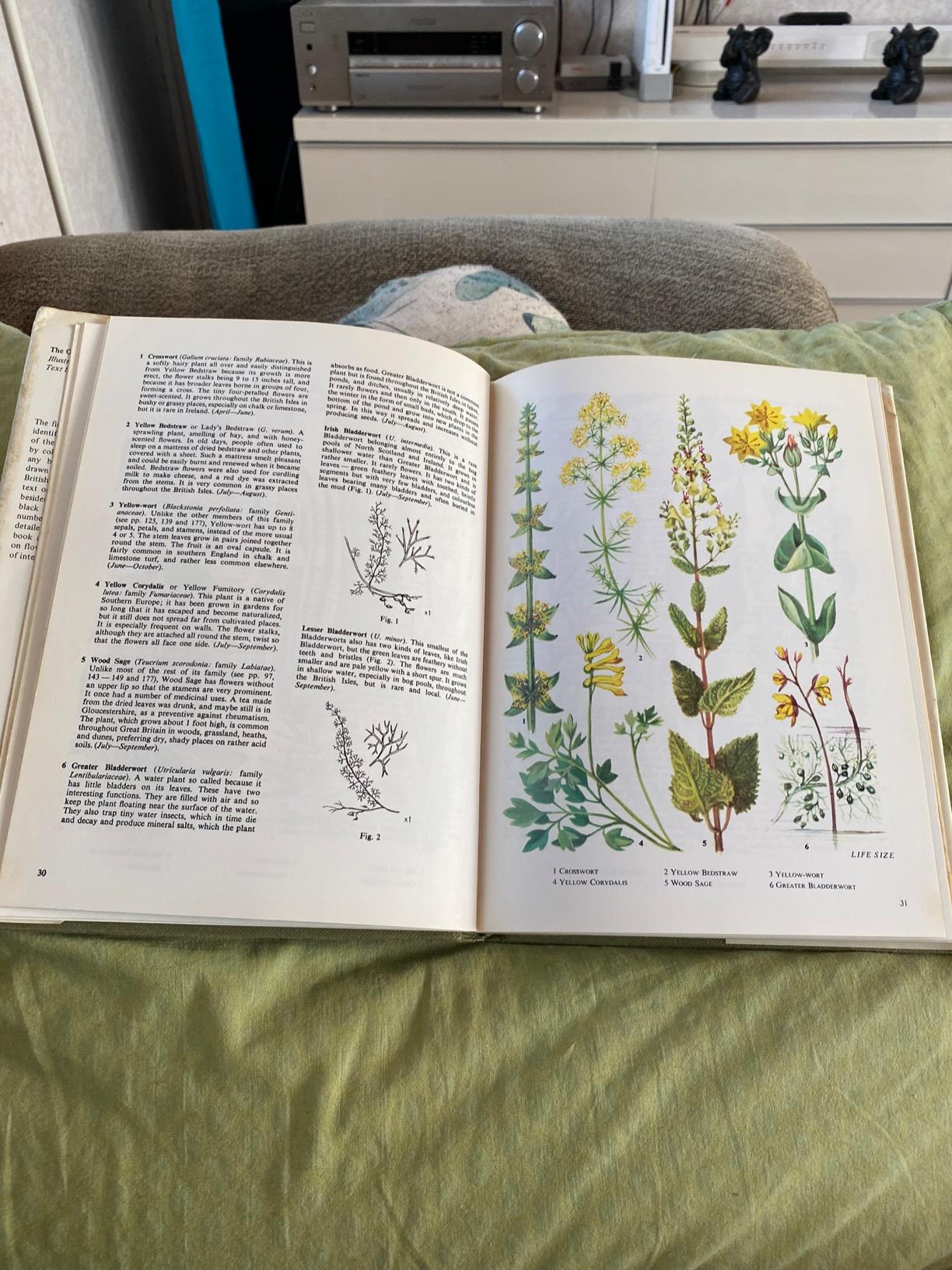 The Oxford book of wild flowers: Amazon.co.uk: S.Ary, M. Gregory, B.E ...