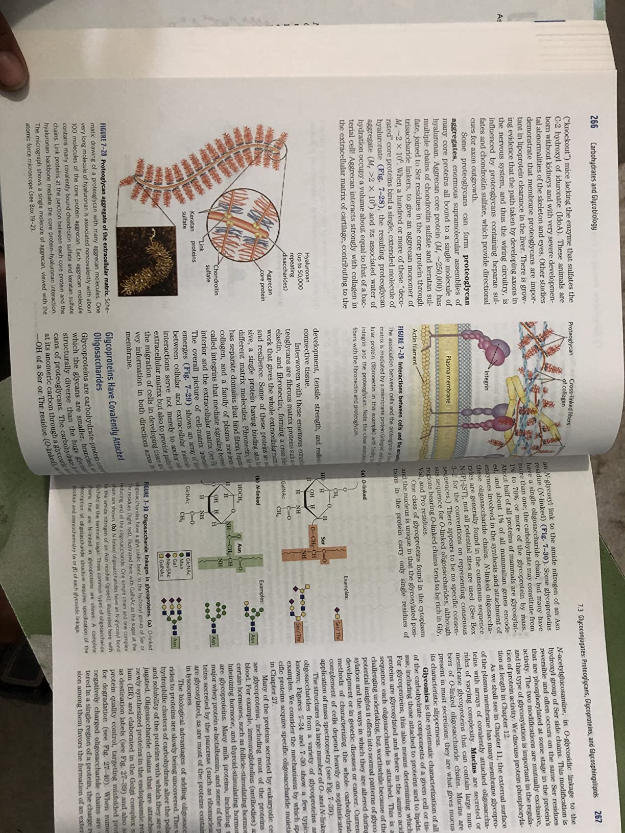 Buy Lehninger Principles of Biochemistry: 6th Edition Book Online at ...