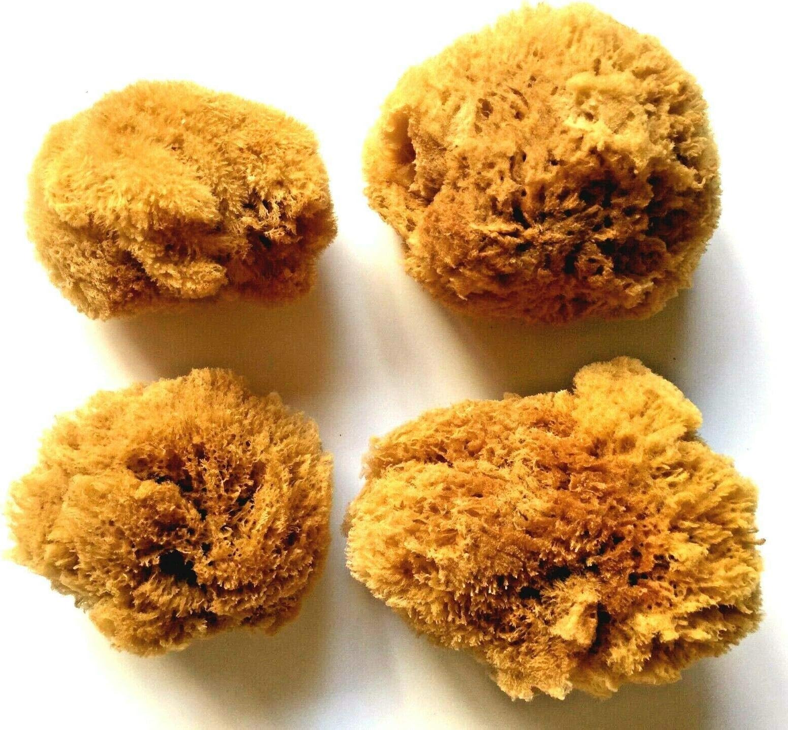 Amazon.com: ROYAL BRUSH Natural Ocean Artist Sponges, 3 Silk/1 Jumbo, 4 ...